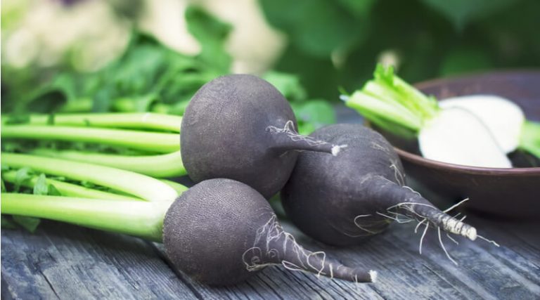 How Black Radishes Help in Curing Coughs and Colds in Winter - Vaya News