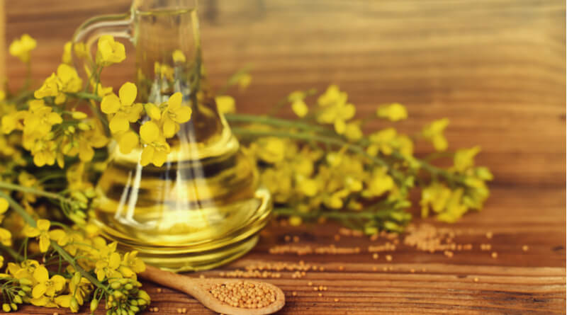 Are You Cooking With Canola Oil Yet? - Vaya News