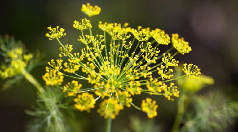 Fennel Flower: Here are a Few Amazing Facts You Need to Know – Vaya News
